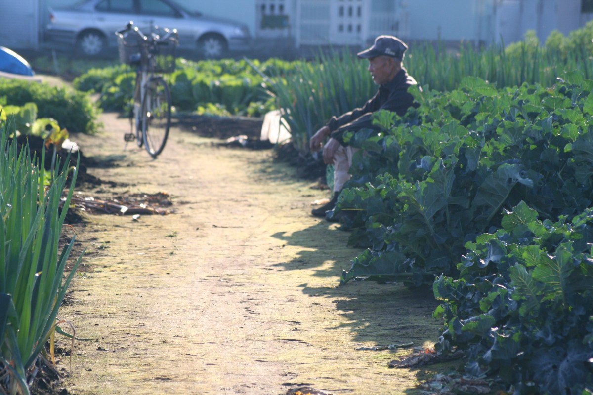 An Inspiration | Annie Donwerth-Chikamatsu